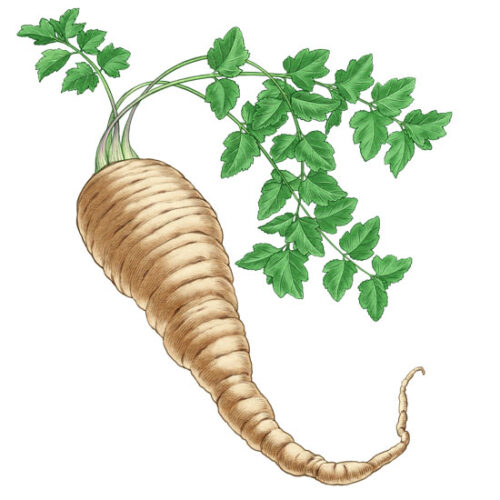 All About Growing Parsnips – Mother Earth News